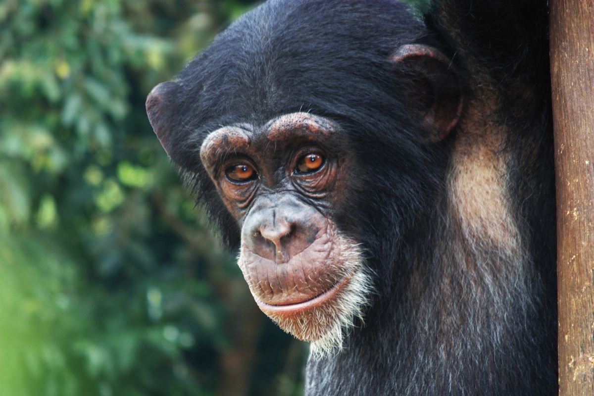 Guinea • Liberia • Sierra Leone Vom Wasserschloss Westafrikas an die ...